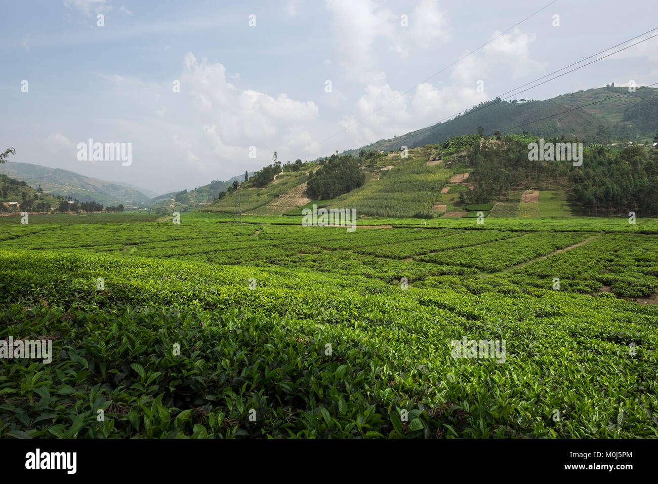 Rwanda, surroundig of Byumba, tea cultivation Stock Photo - Alamy