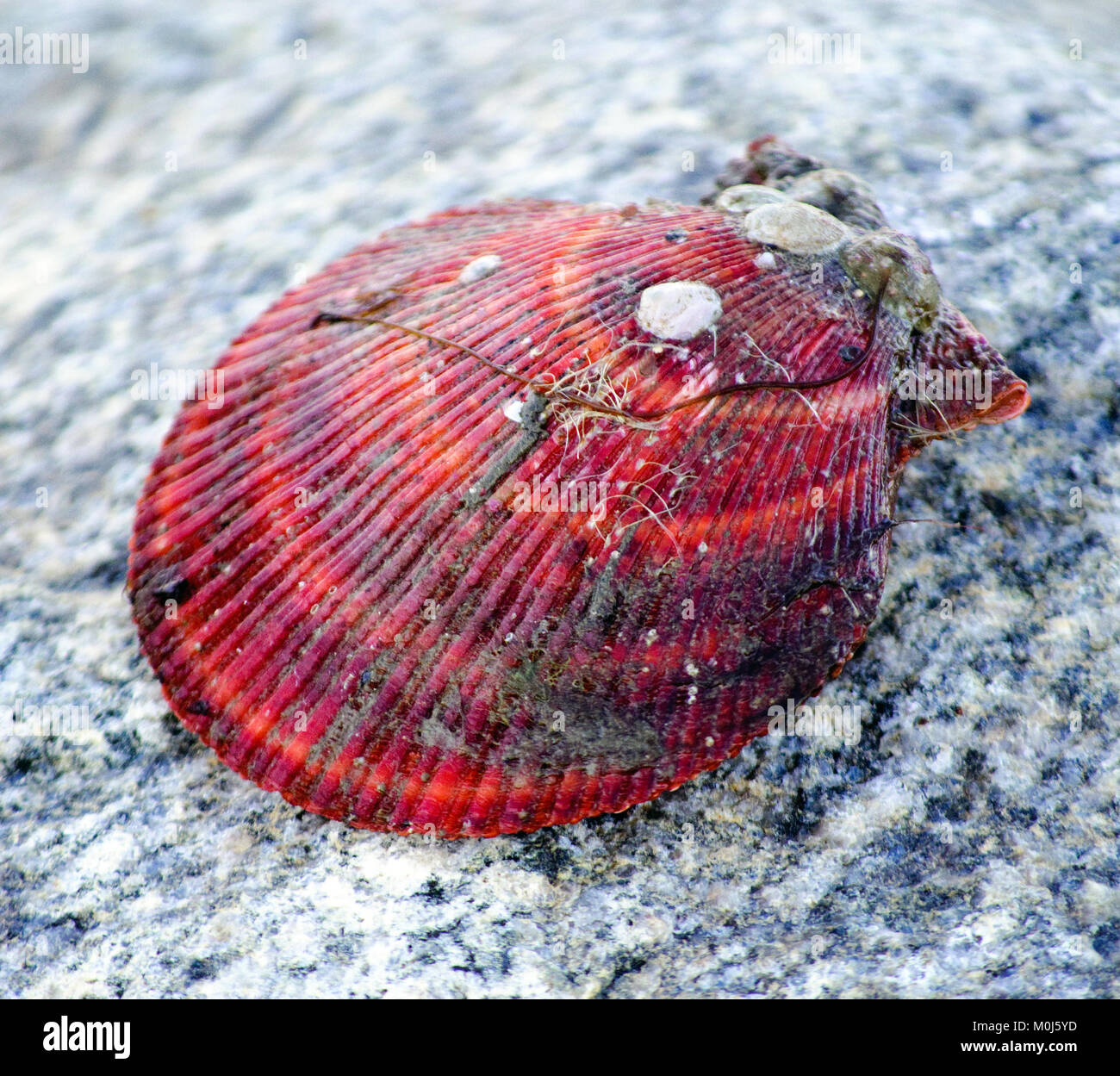Scallop Shell on a stone Stock Photo - Alamy