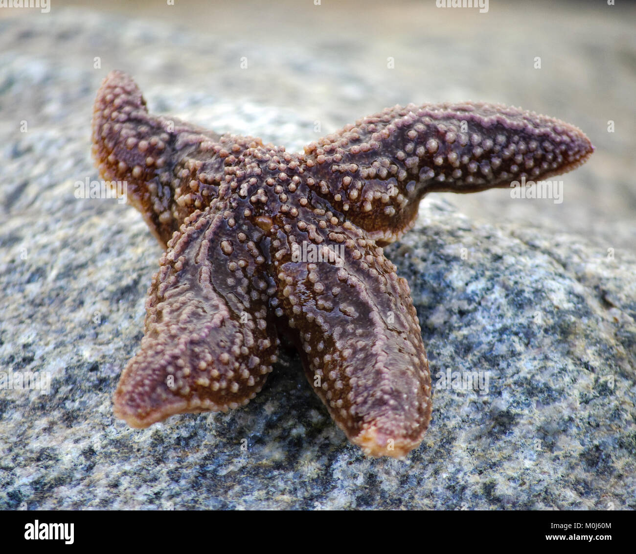 Starfish on stone Stock Photo - Alamy