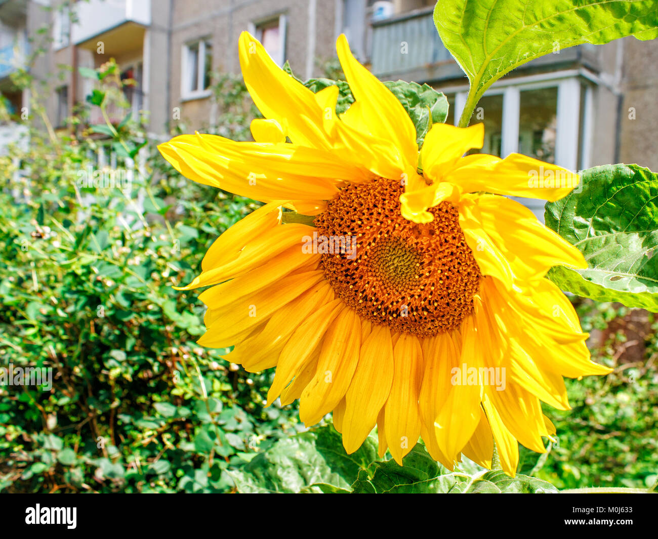 Drowing sun hi-res stock photography and images - Alamy
