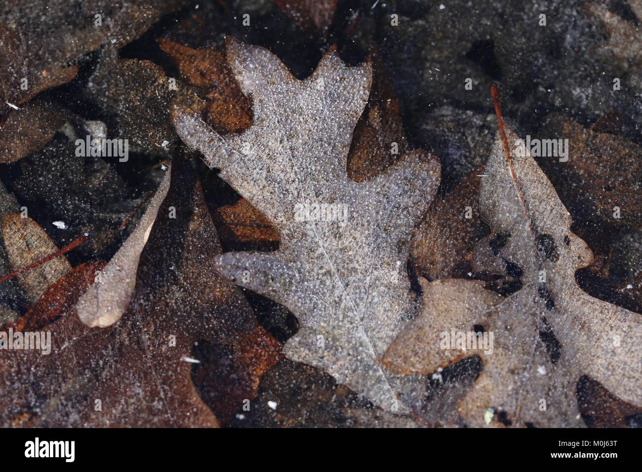 Bitter leaves hi-res stock photography and images - Alamy