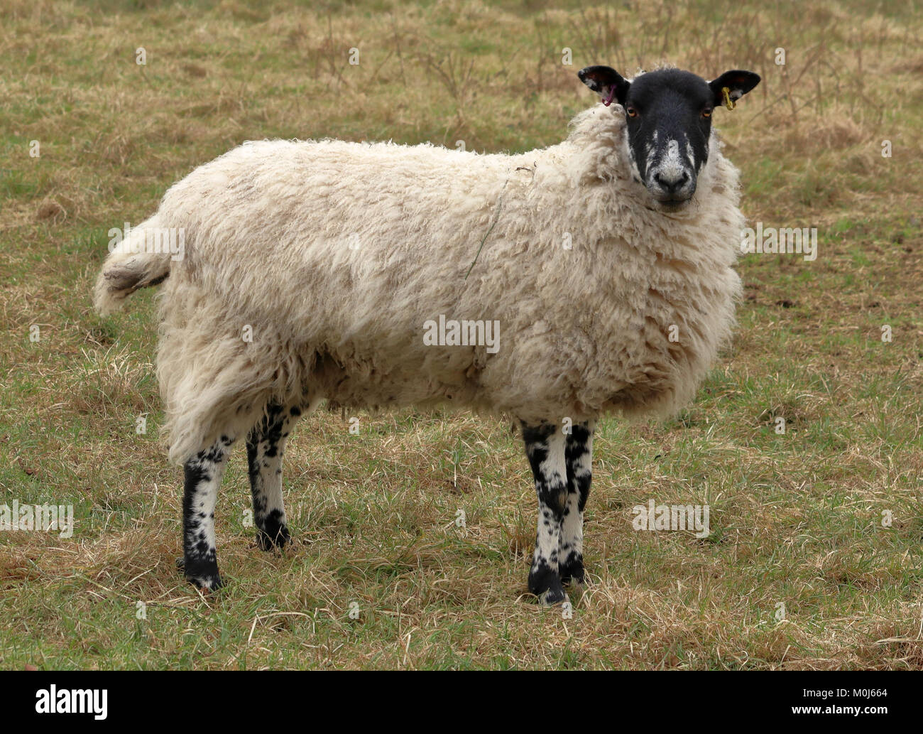Beulah High Resolution Stock Photography and Images - Alamy
