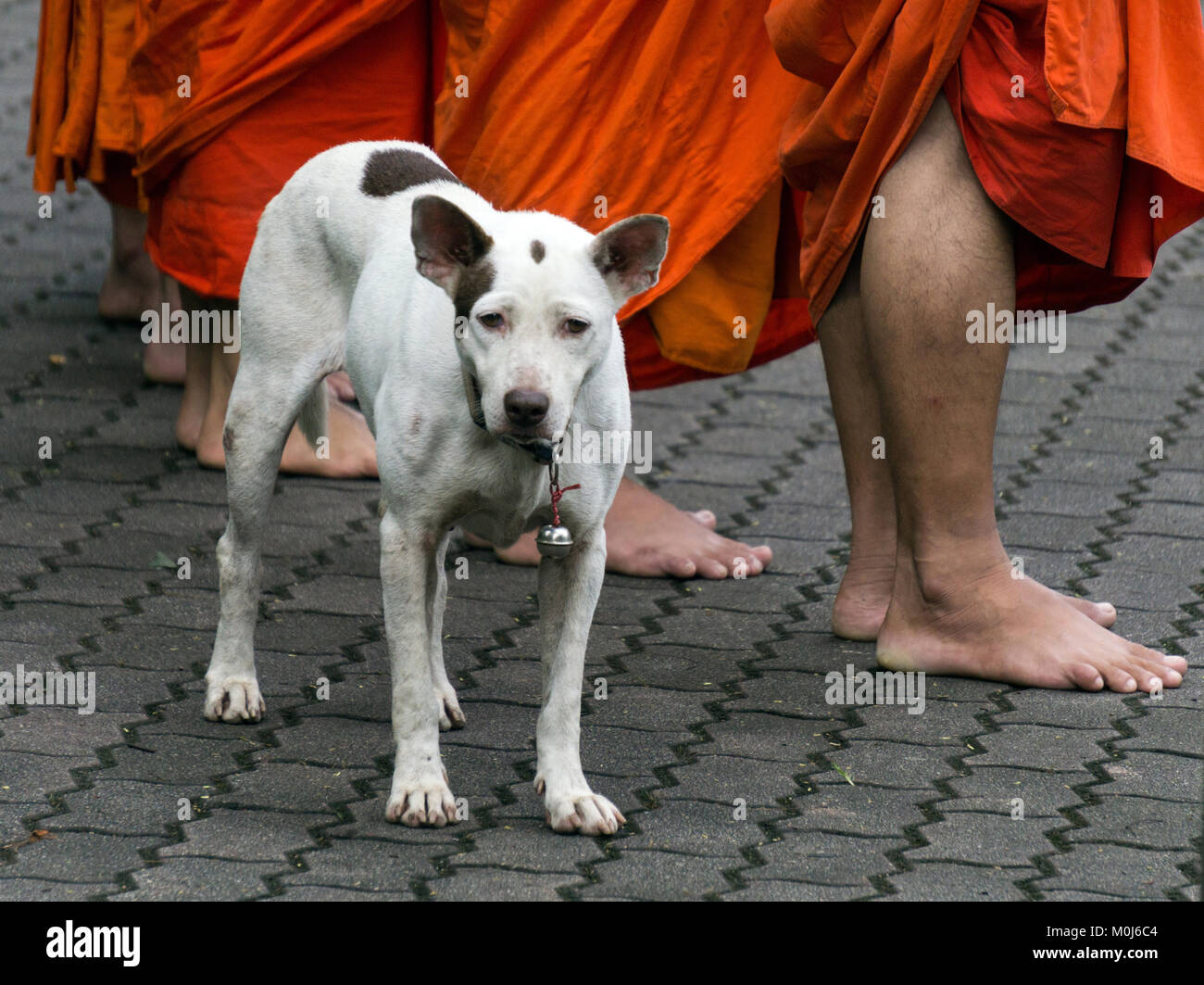 Asia,Thailand,Chiang Mai,dog with buddhist monks Stock Photo - Alamy