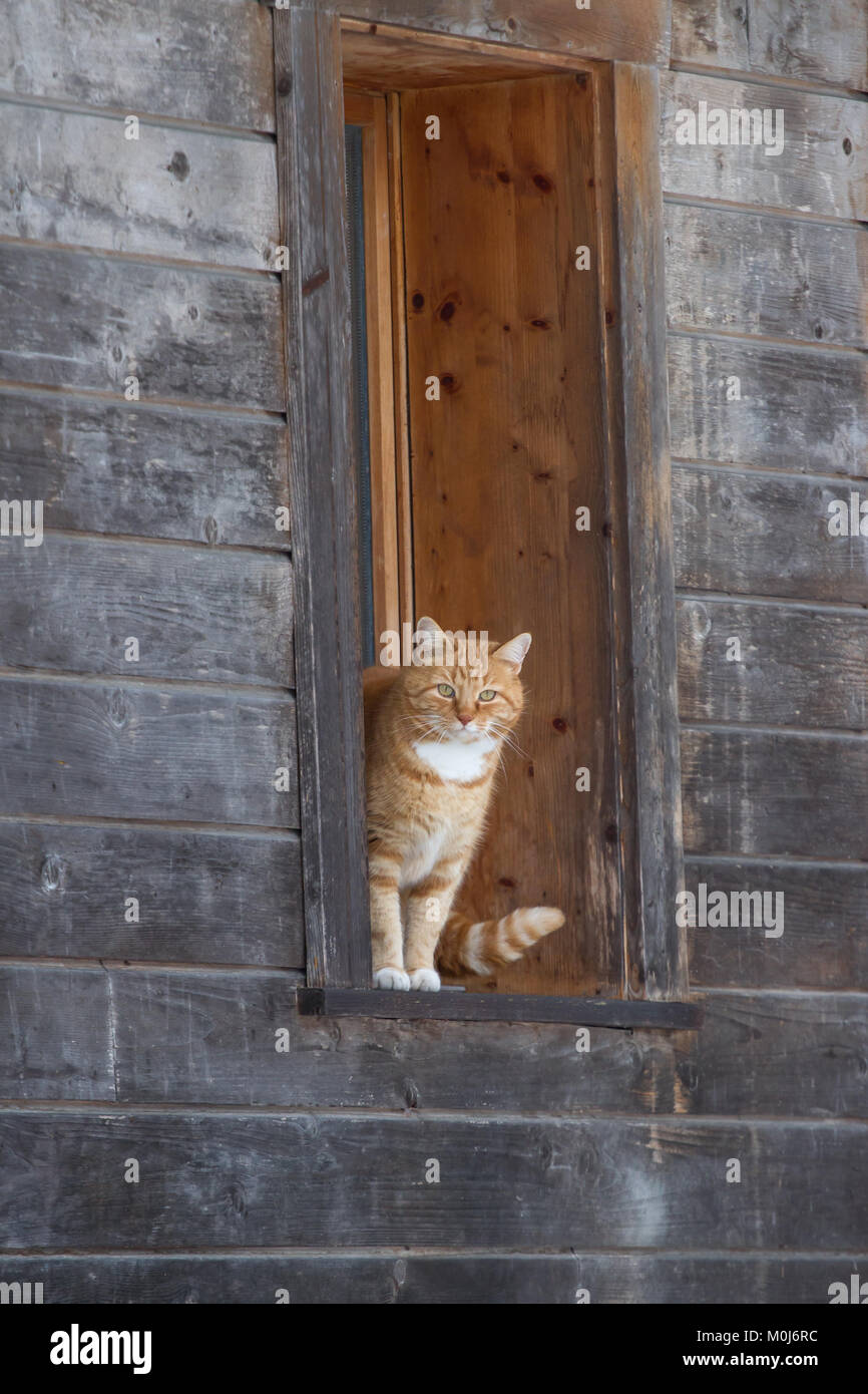 Red tabby cat sitting on a window and observing Stock Photo - Alamy