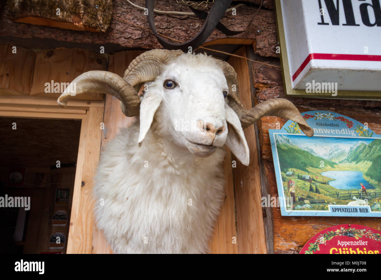 Sheep head hi-res stock photography and images - Alamy