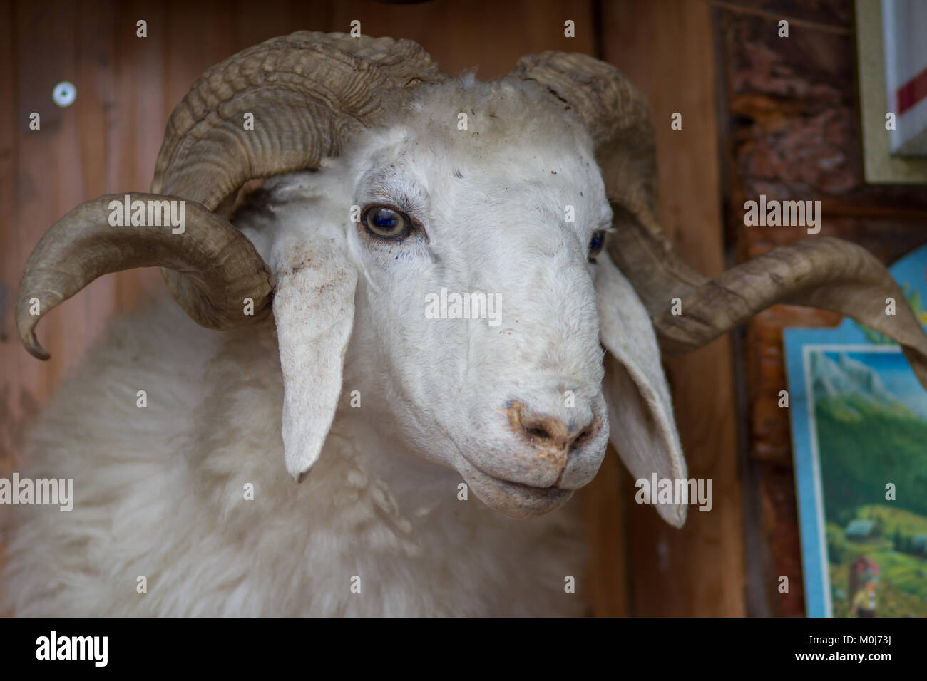 Sheep head hi-res stock photography and images - Alamy