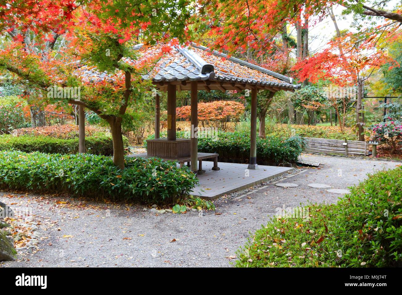 Autumn foliage in Japan - red momiji leaves (maple tree) in a Japanese ...