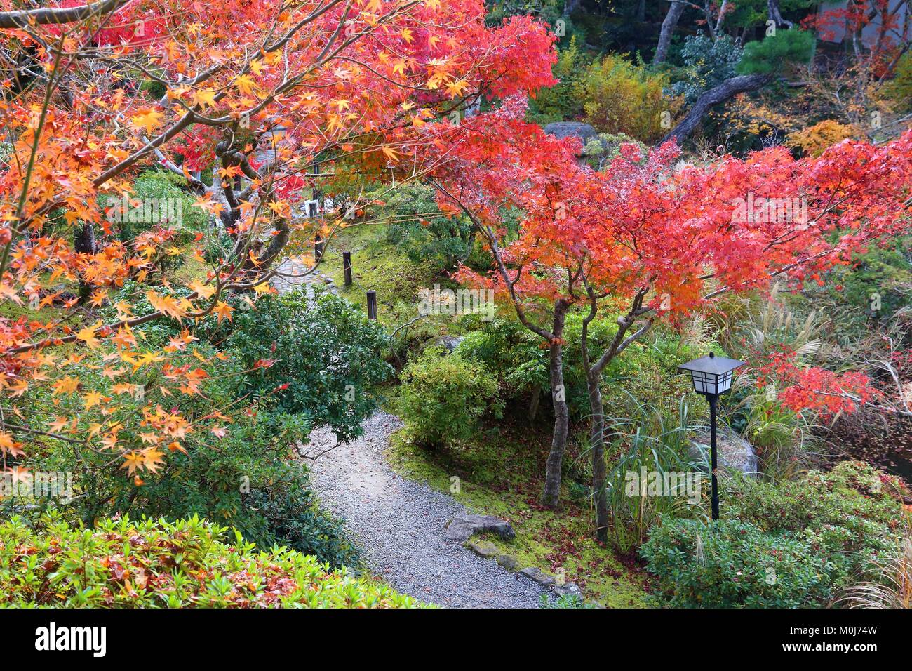 Autumn foliage in Japan - red momiji leaves (maple tree) in a Japanese ...