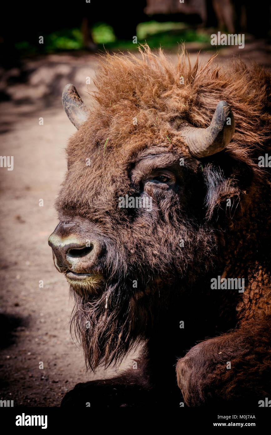 European Bison, American Bison / Buffalo Stock Photo - Alamy