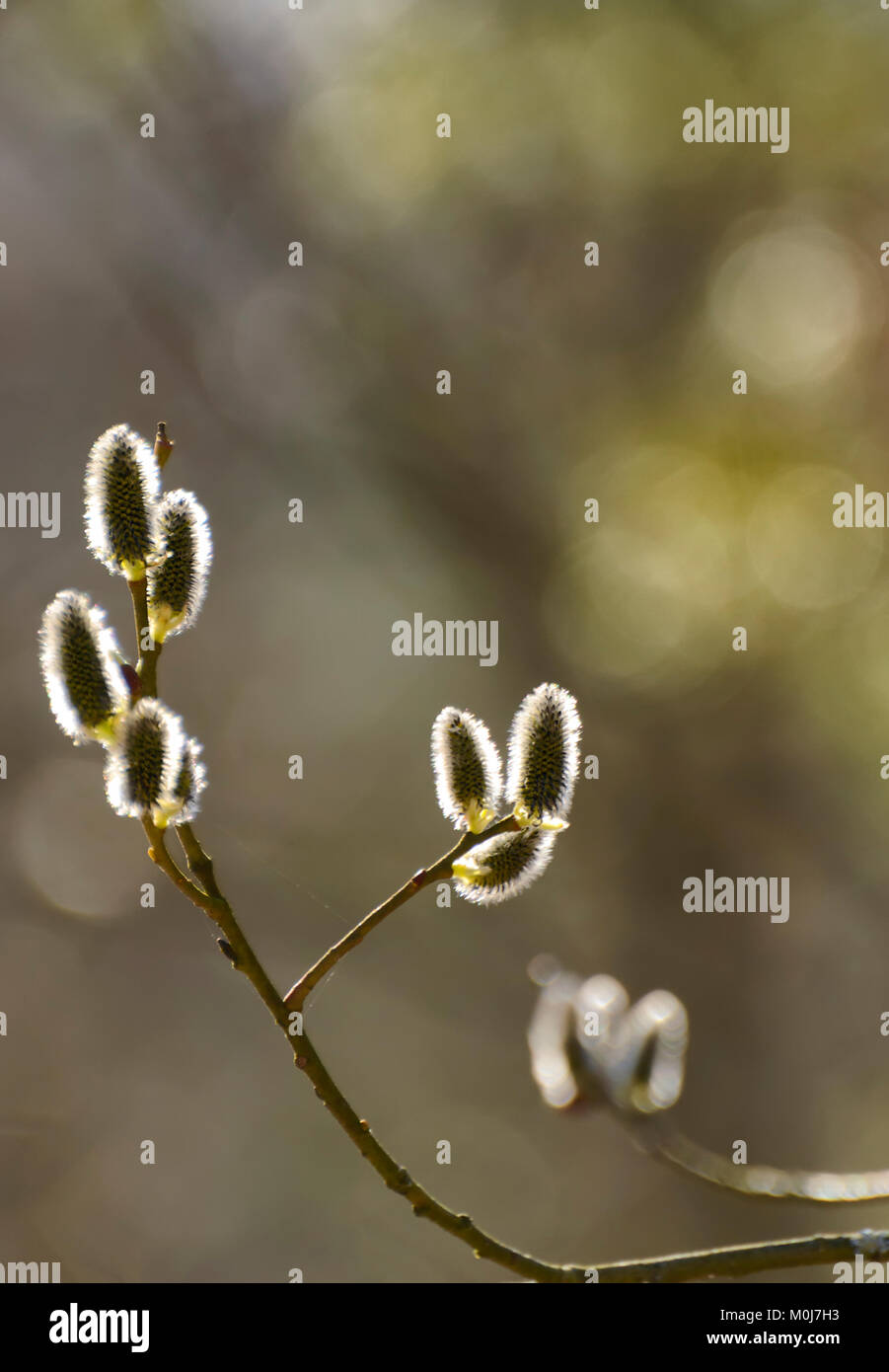 Willow twigs. The Christian holiday "palm Sunday Stock Photo - Alamy