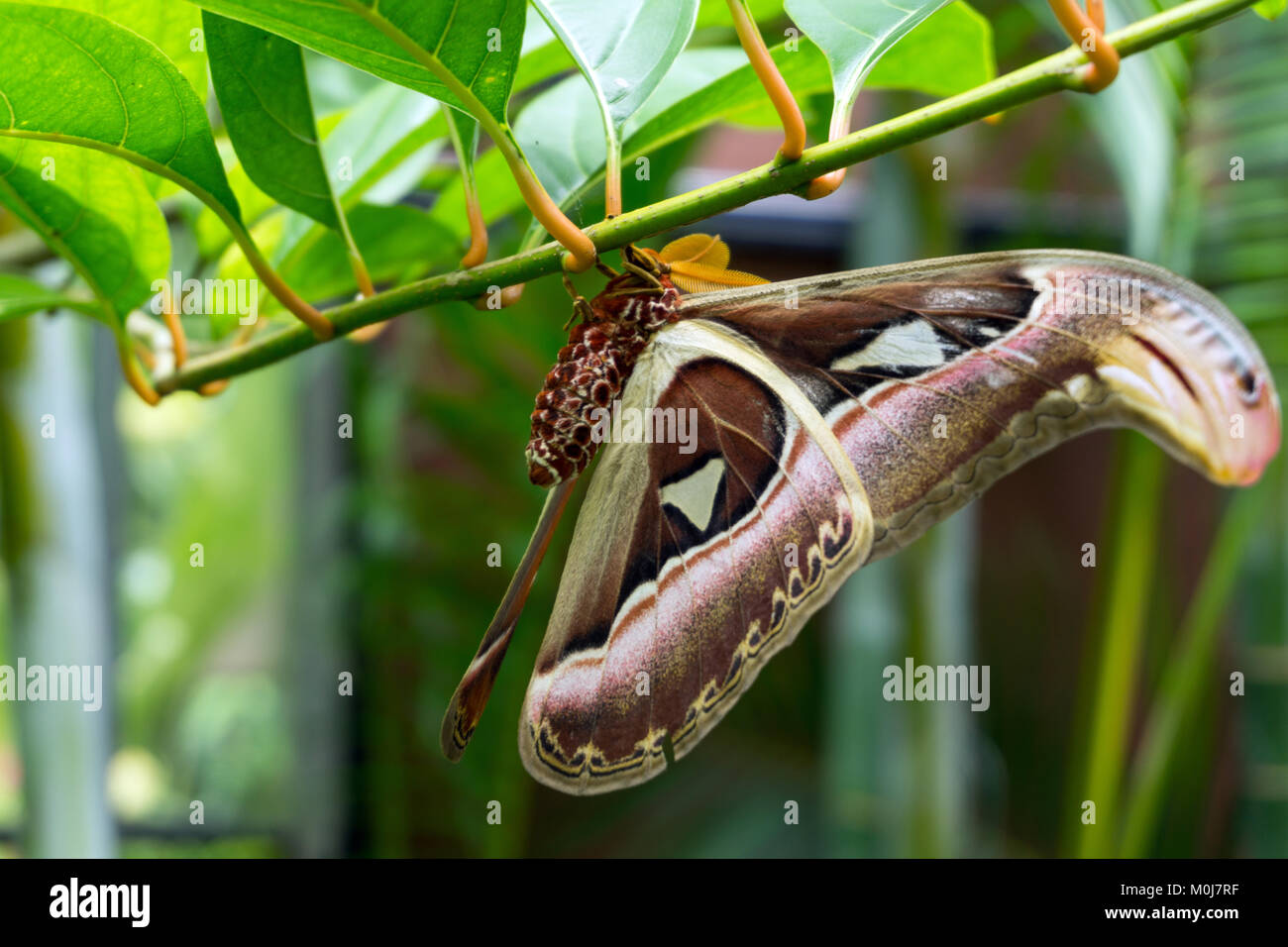 Giant butterfly hi-res stock photography and images - Alamy