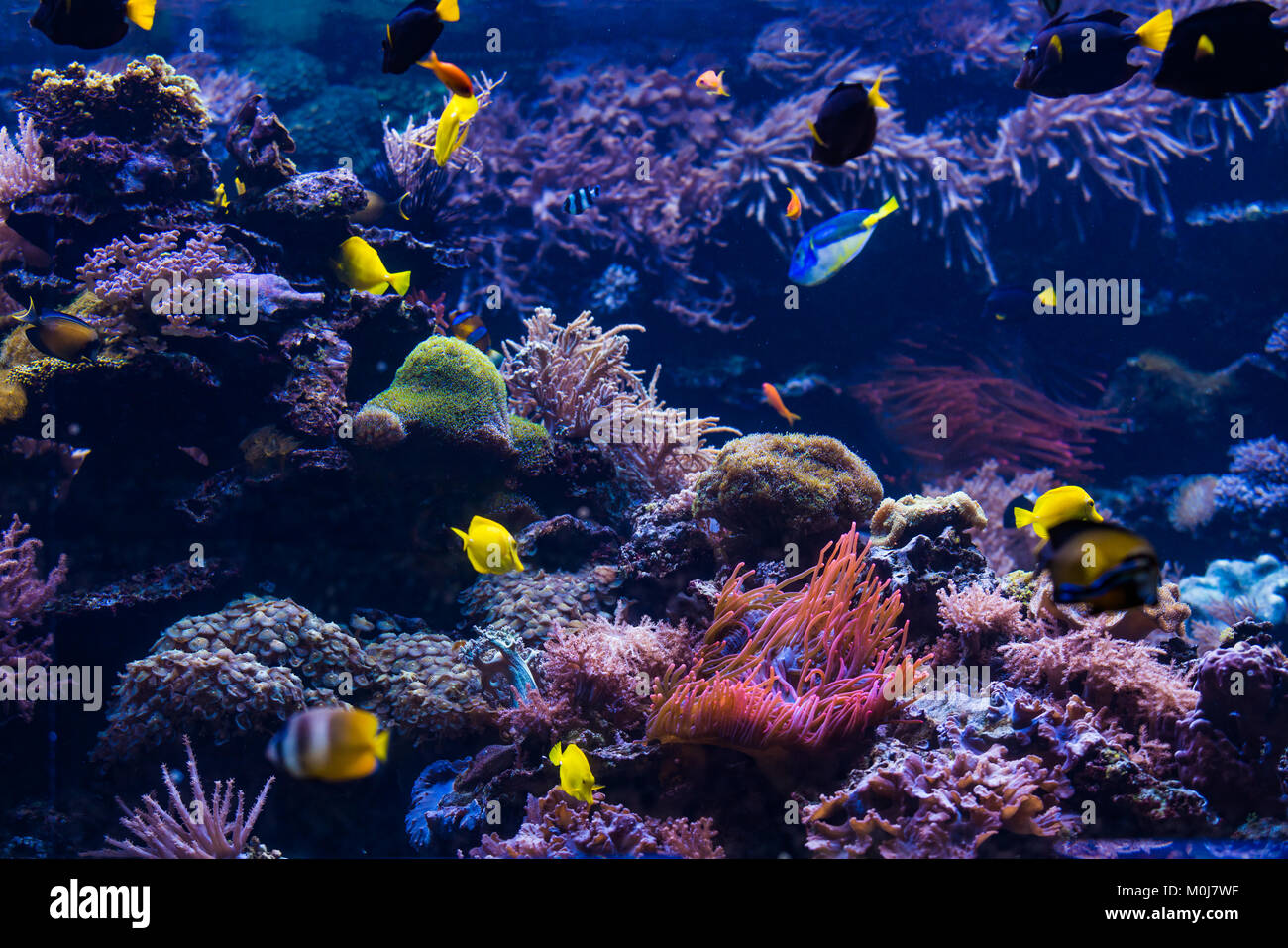 Underwater scene. Coral reef, colorful fish groups Stock Photo - Alamy