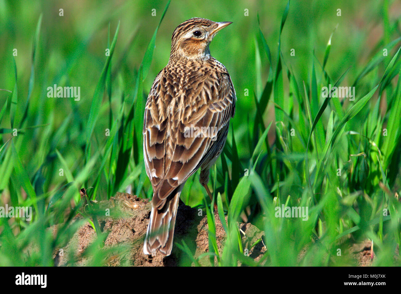 Single Skylark bird on grassy wetlands during a spring nesting period ...