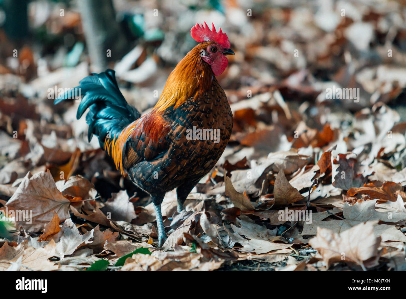 colorful rooster on green nature background Stock Photo - Alamy