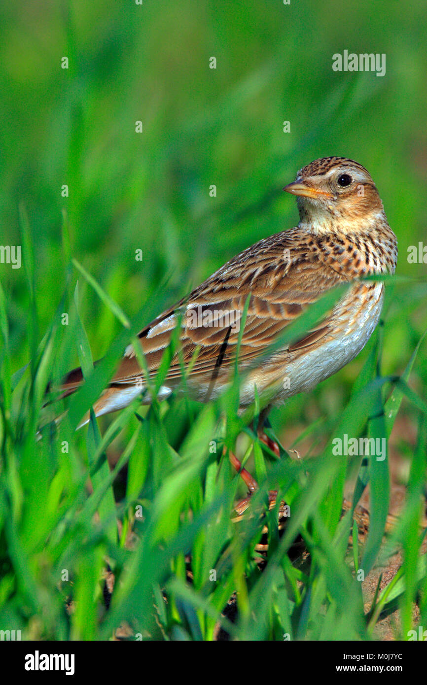 Single Skylark bird on grassy wetlands during a spring nesting period ...