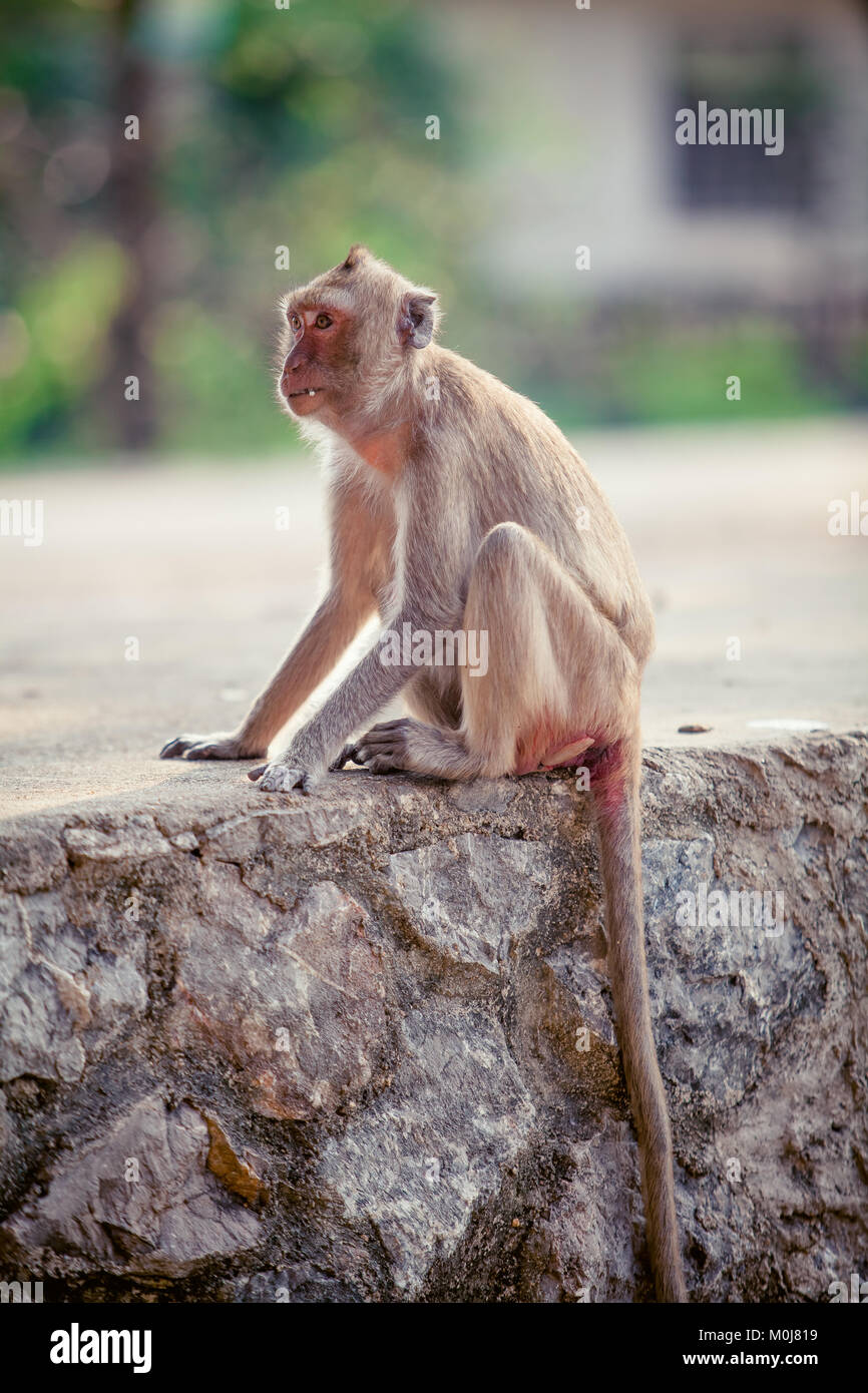 Monkey on the way. Cute monkey Stock Photo - Alamy