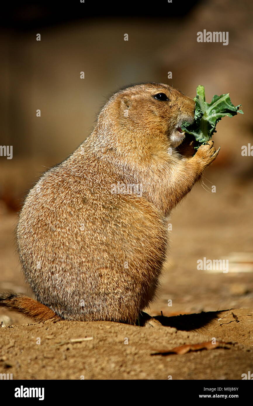 Groundhog Eating Greens Stock Photo - Alamy