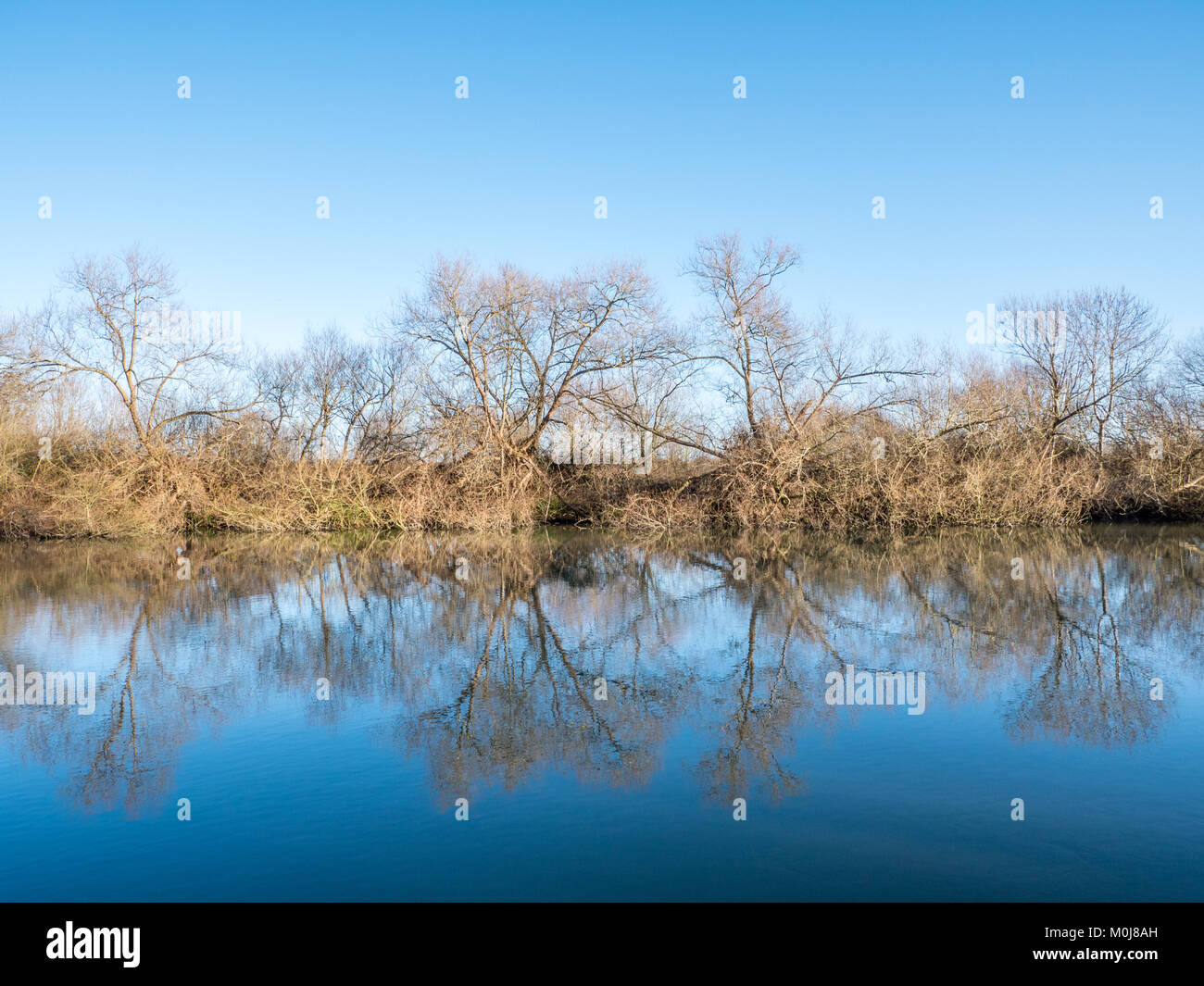 Winter Trees, River Thames, Thames Valley Park, Reading, Berkshire ...