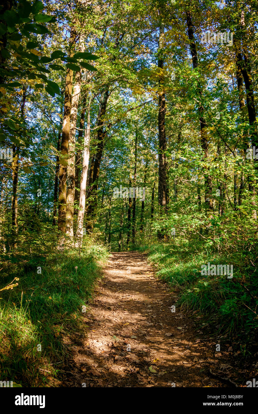 Forest landscape. Forest road Stock Photo - Alamy