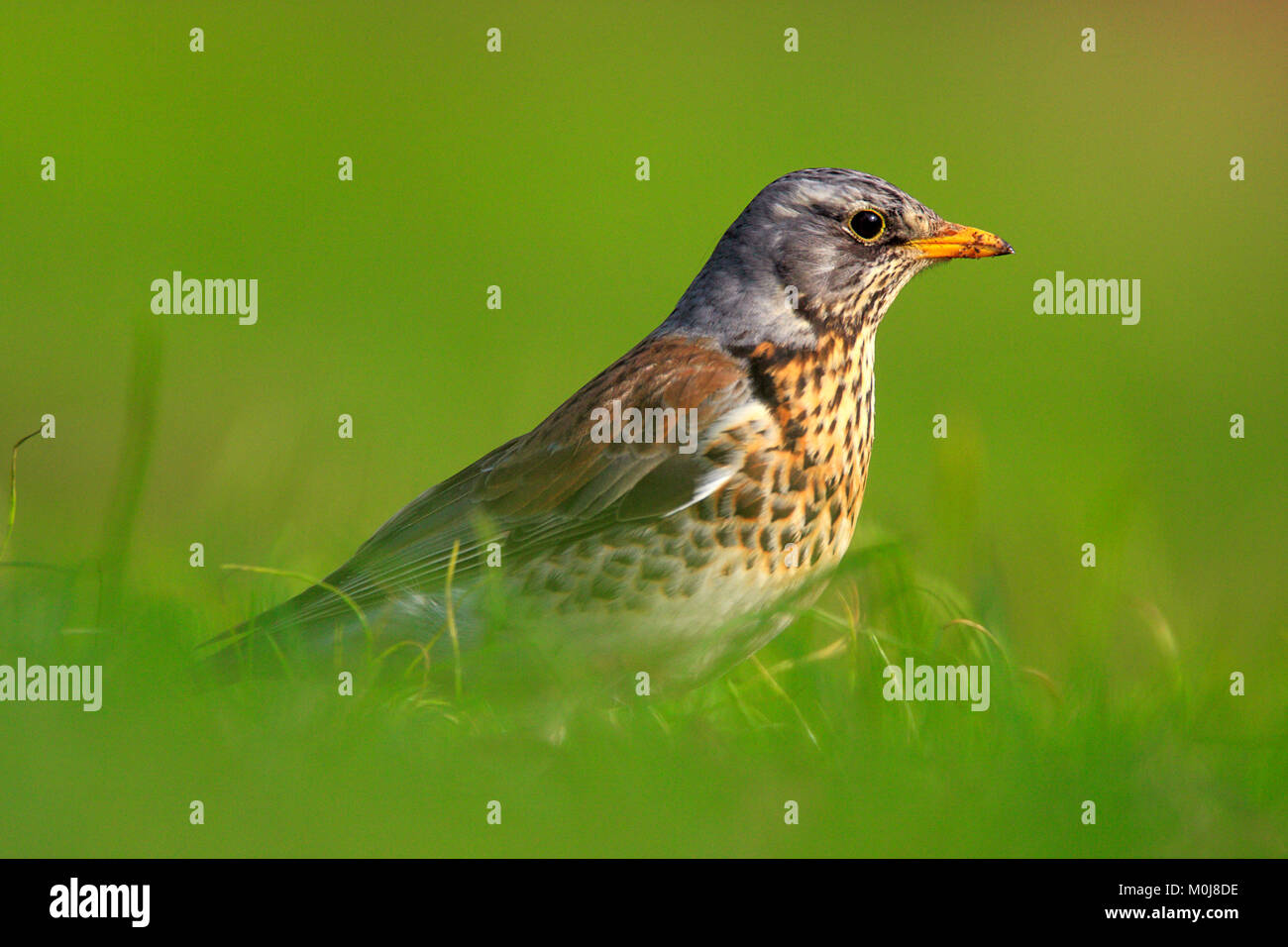 Single Fieldfare bird on grassy wetlands during a spring nesting period ...