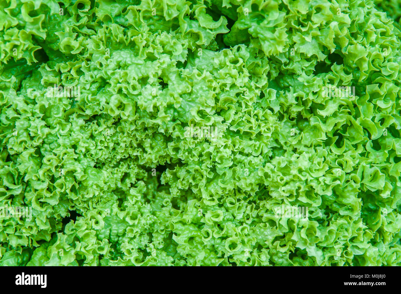 Organic fresh lettuce ready for selling at vegetable market Stock Photo ...