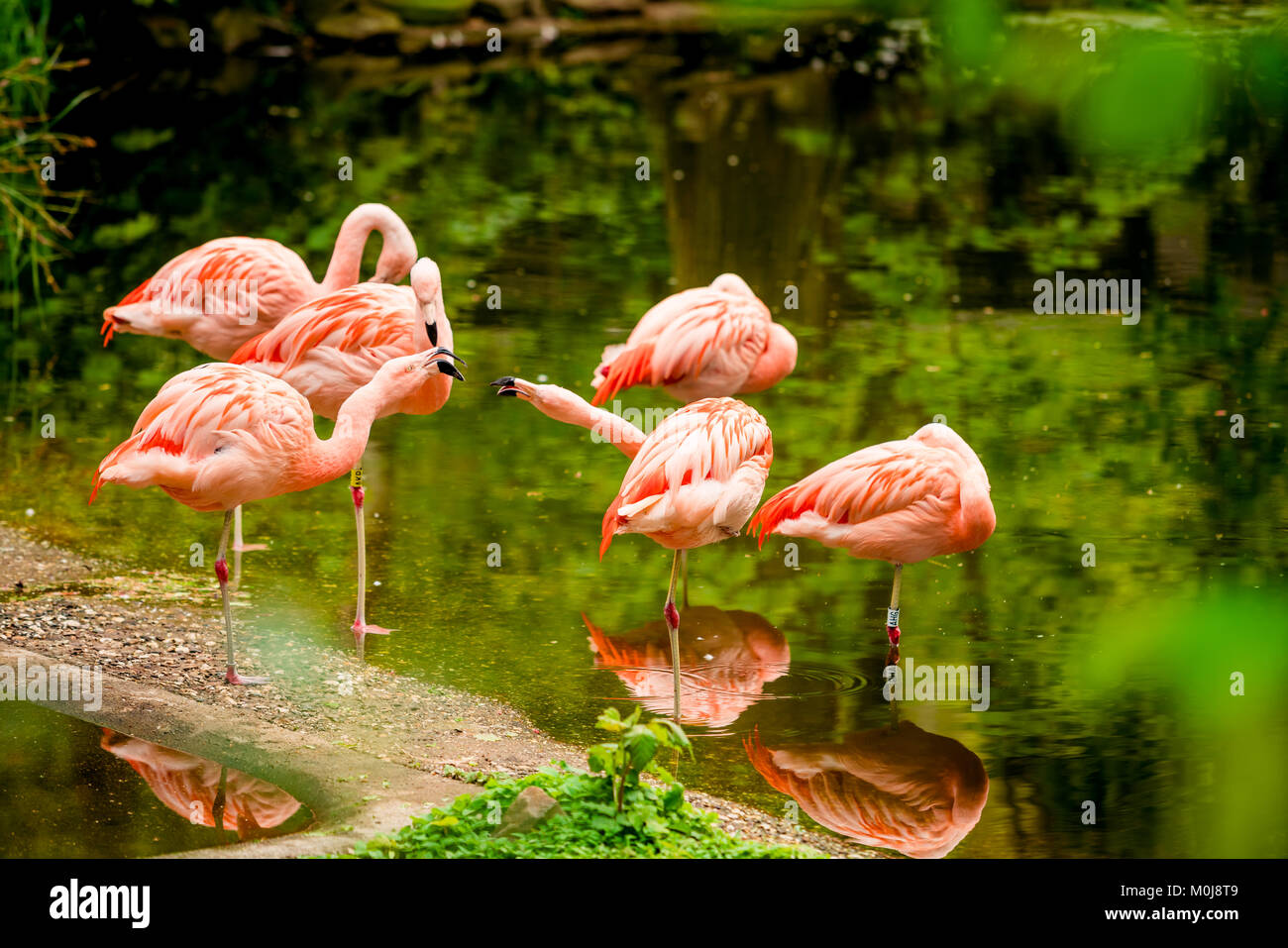 Group of flamingo standing in water Stock Photo - Alamy