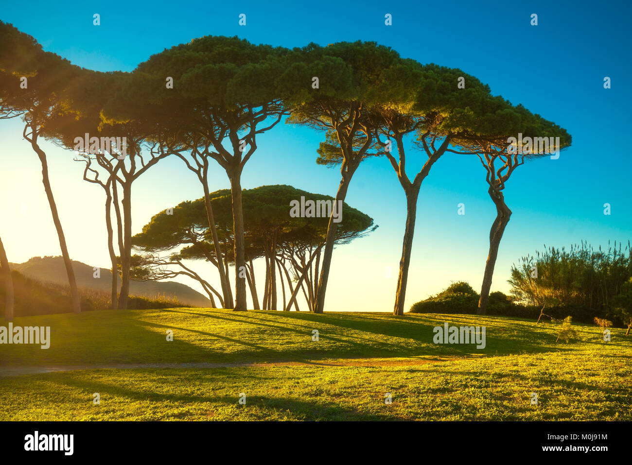 Maritime pine hi-res stock photography and images - Alamy