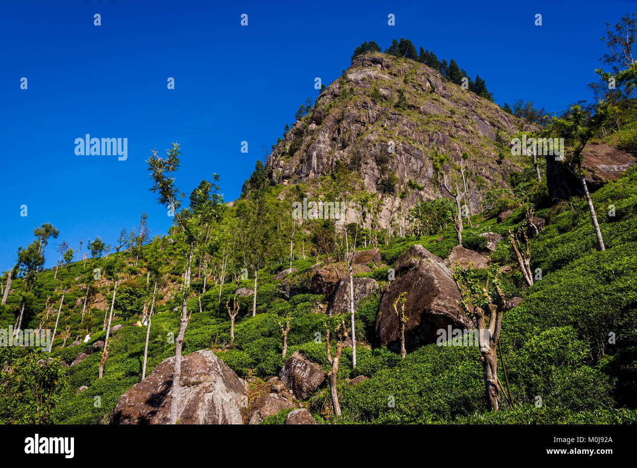 Beautiful landscape of tea plantations in central sri lanka hi-res ...