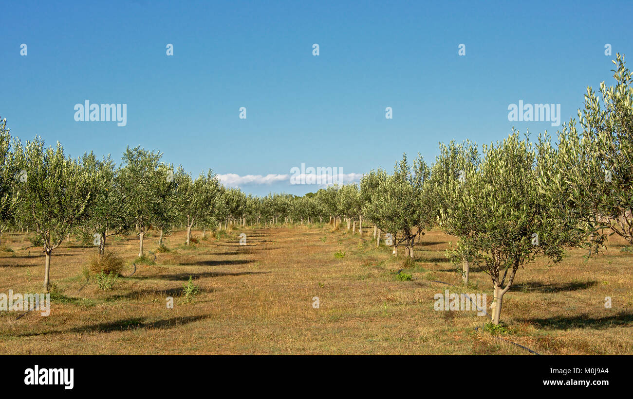 Olive tree grove on dry brown soil on a sunny day with clear blue sky ...