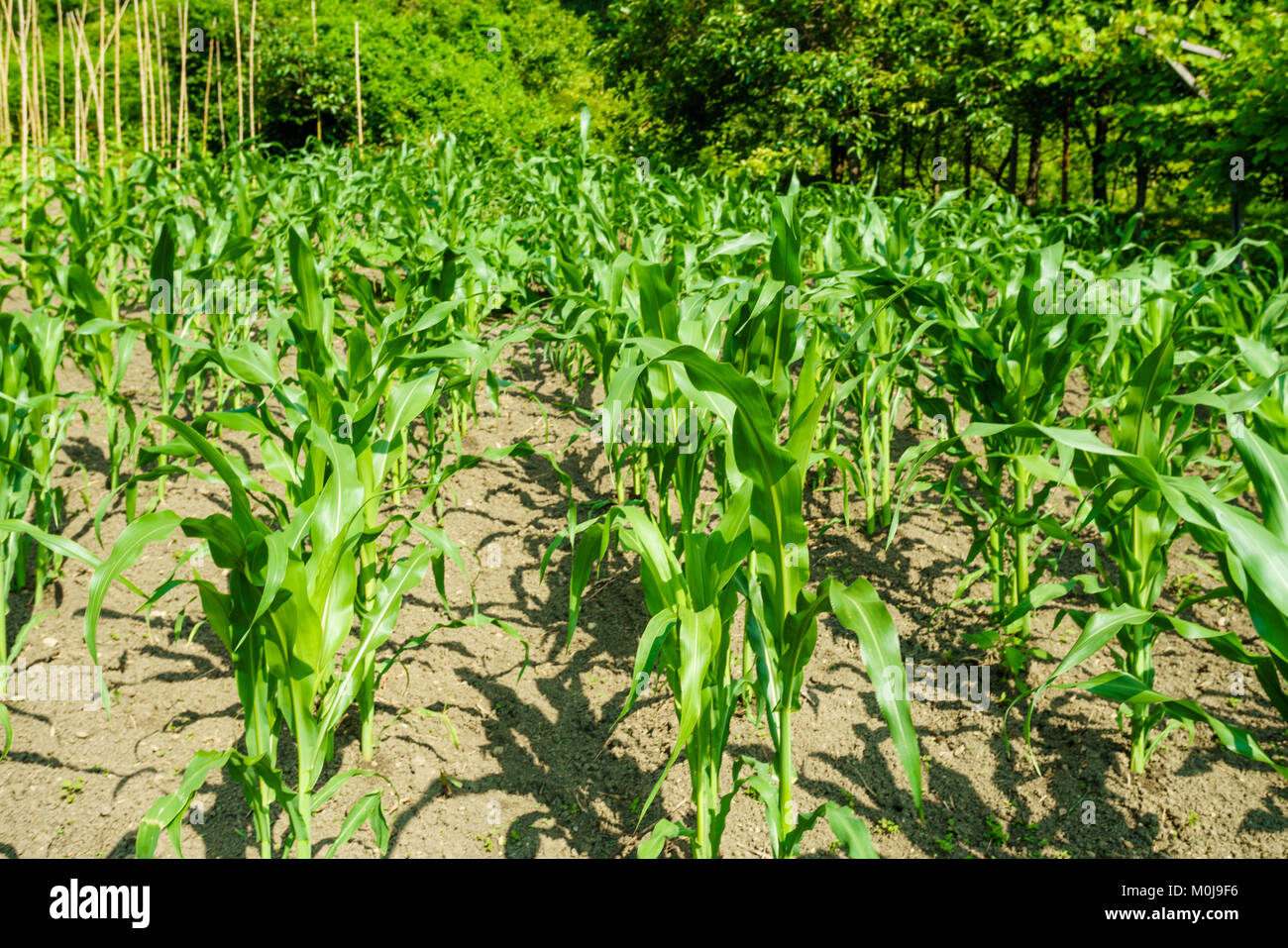 Corn field. maize wheat field corn Stock Photo - Alamy