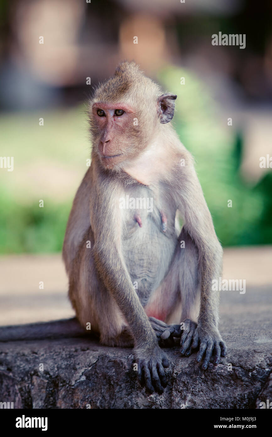 Portrait of brown macaque monkey sitting on road Stock Photo - Alamy