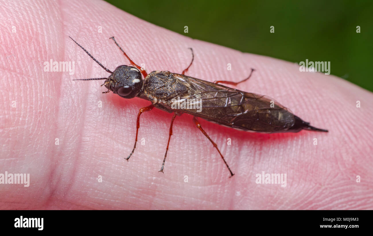 Black Alder Wood High Resolution Stock Photography and Images - Alamy