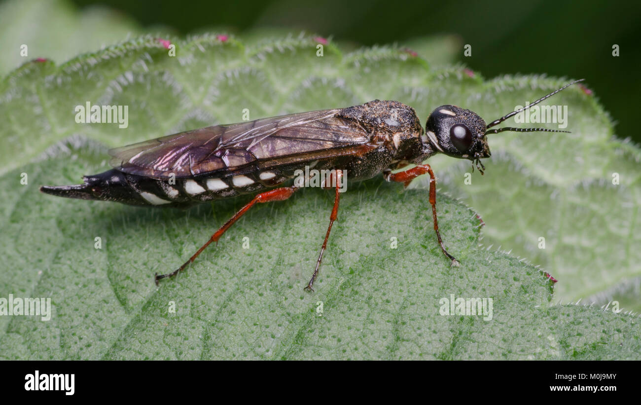 Black and white striped wasp High Resolution Stock Photography and ...