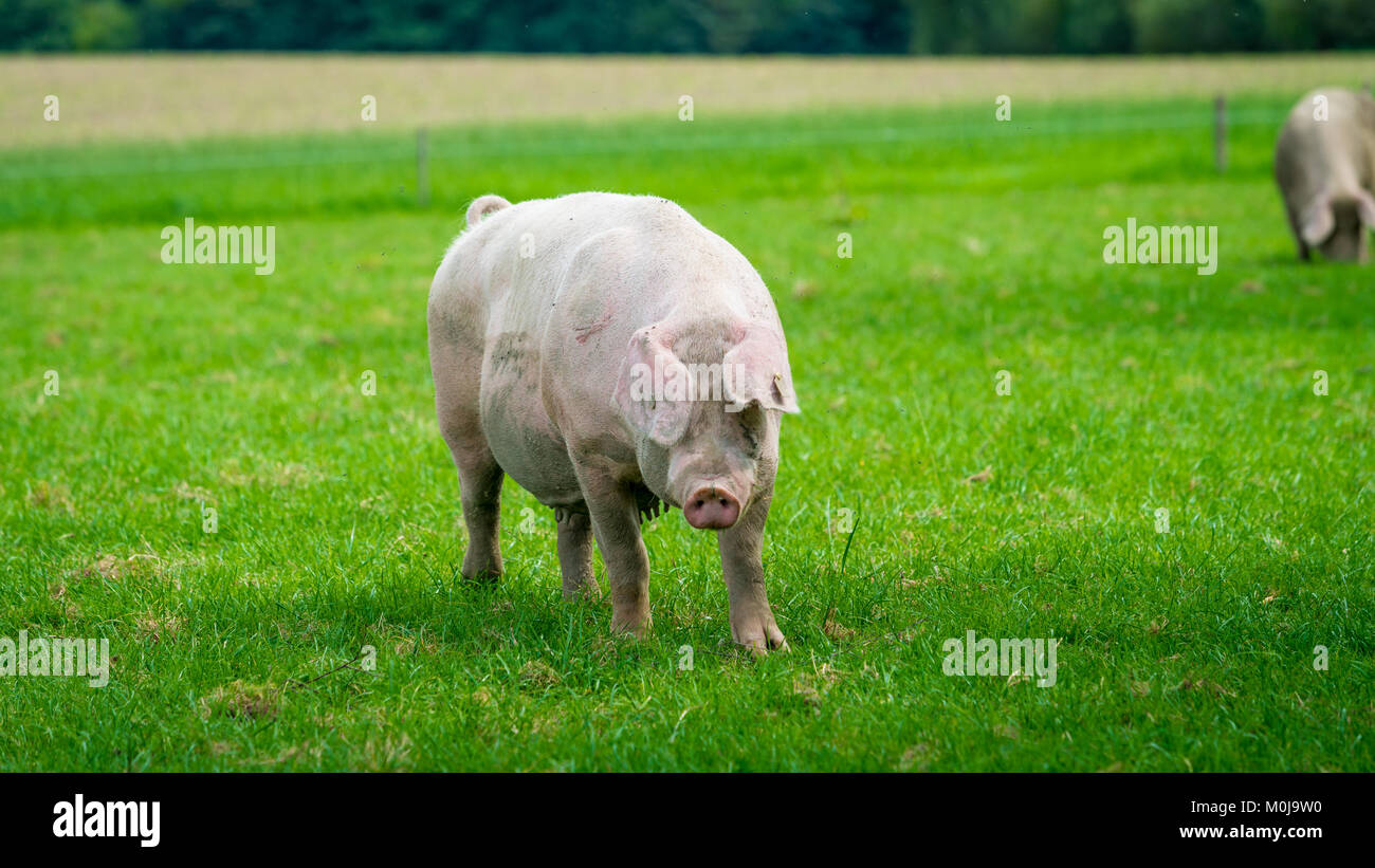 Pigs running free hi-res stock photography and images - Alamy