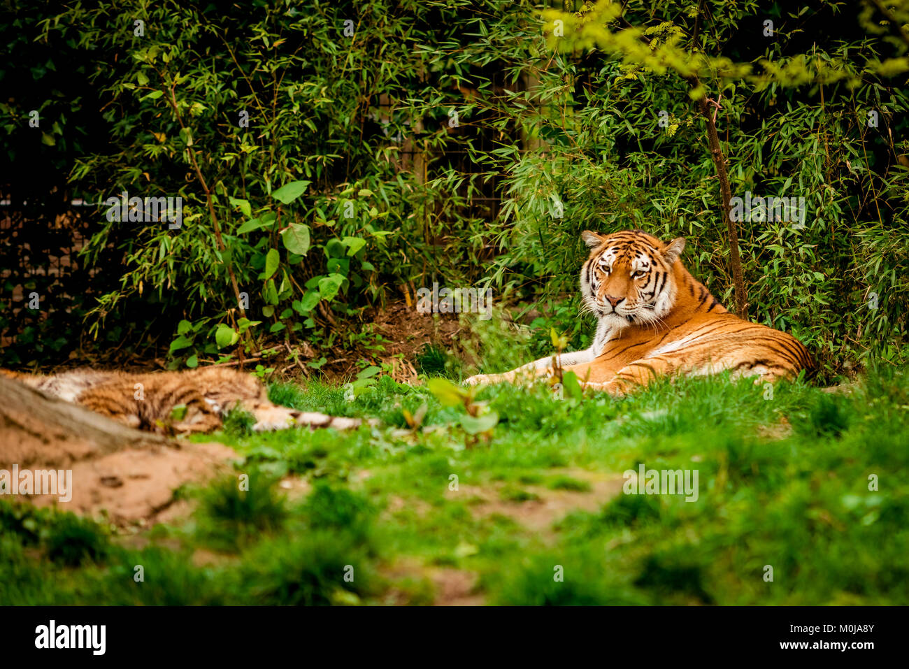 Tiger in forest. Tiger portrait Stock Photo - Alamy