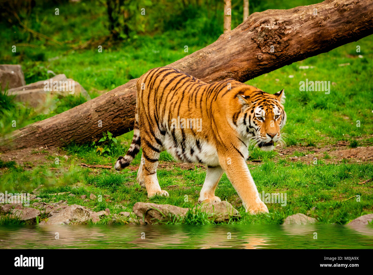 Tiger in forest. Tiger portrait Stock Photo - Alamy