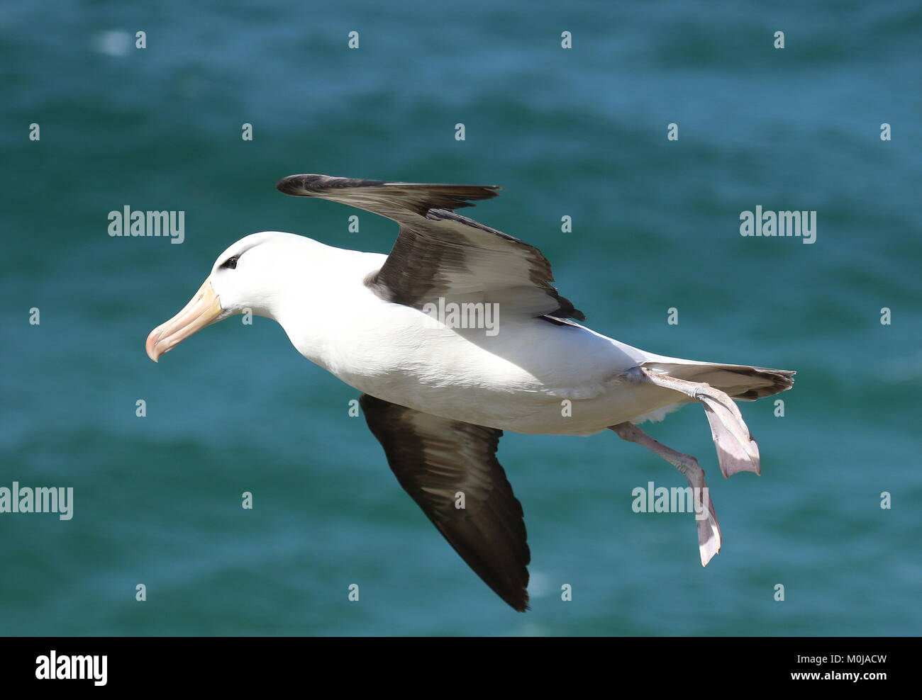 Albatrosses space hi-res stock photography and images - Alamy