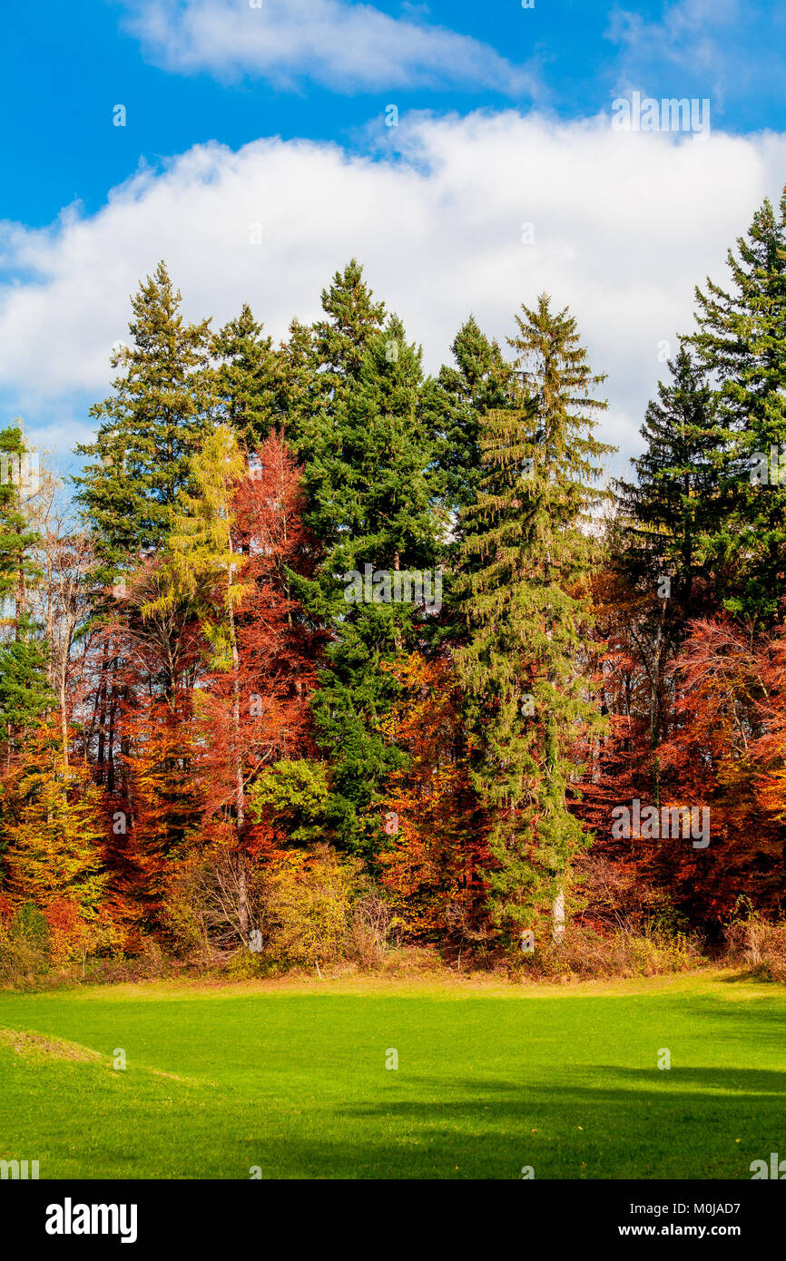 tree forest in morning time Stock Photo - Alamy