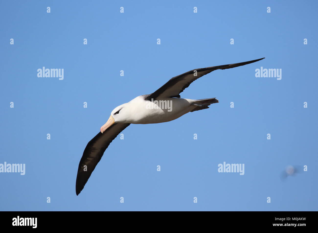 Albatrosses space hi-res stock photography and images - Alamy