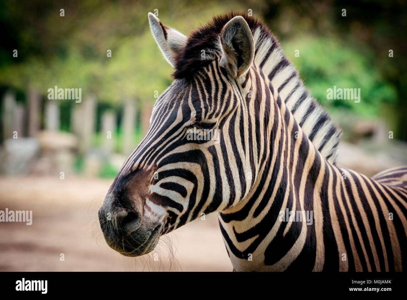 Zebra close up portrait Stock Photo - Alamy