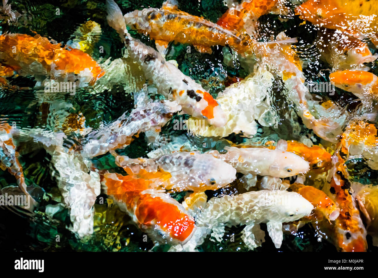 Koi Carp, Japanese big fish, underwate Stock Photo - Alamy