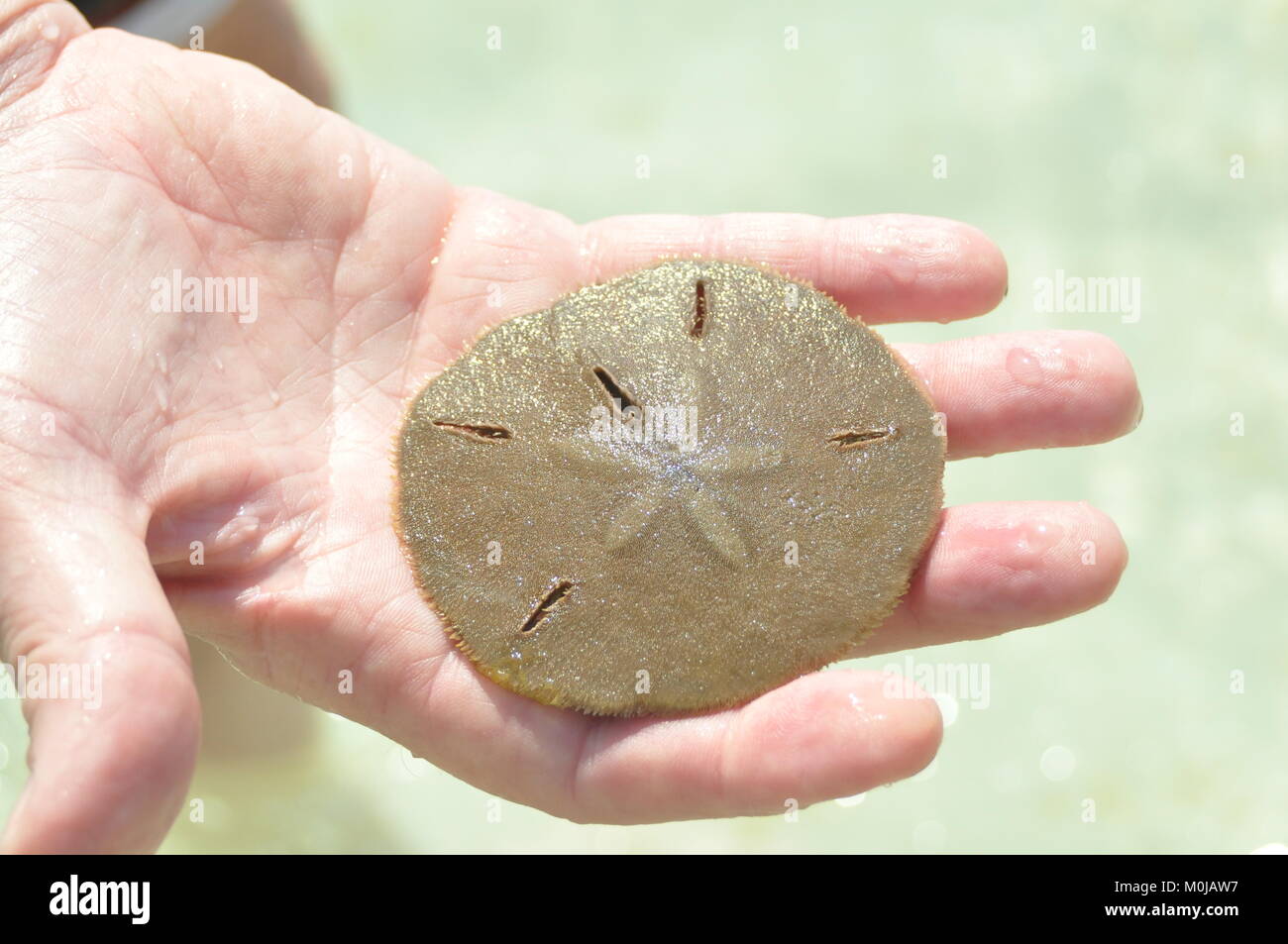 Live Sand Dollars