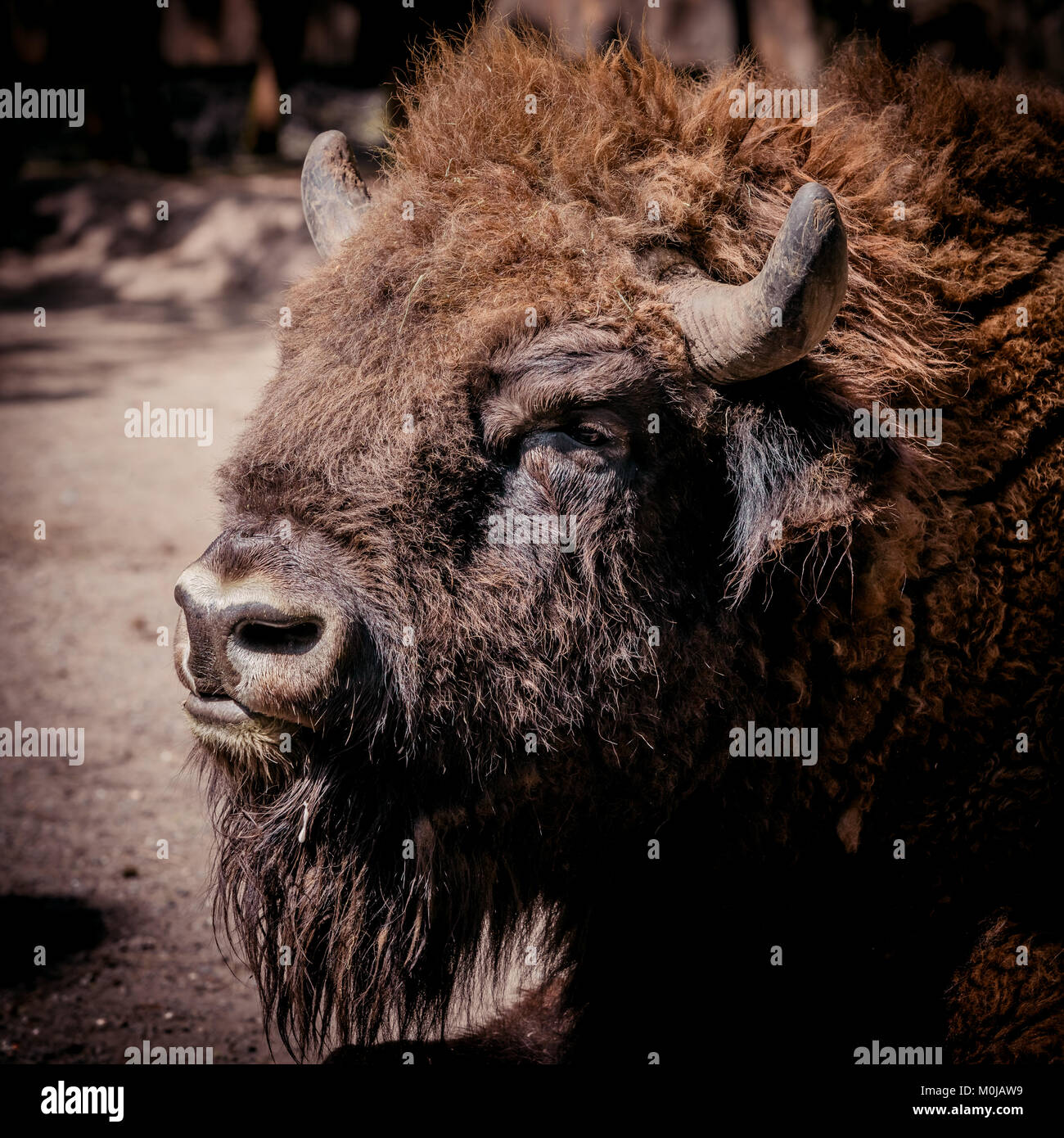 European Bison, American Bison / Buffalo Stock Photo - Alamy