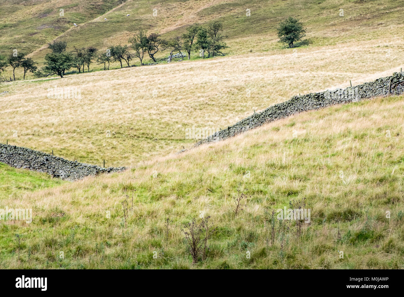 Hillside fields. A dry stone wall and trees on a hill at Broadlee Bank ...