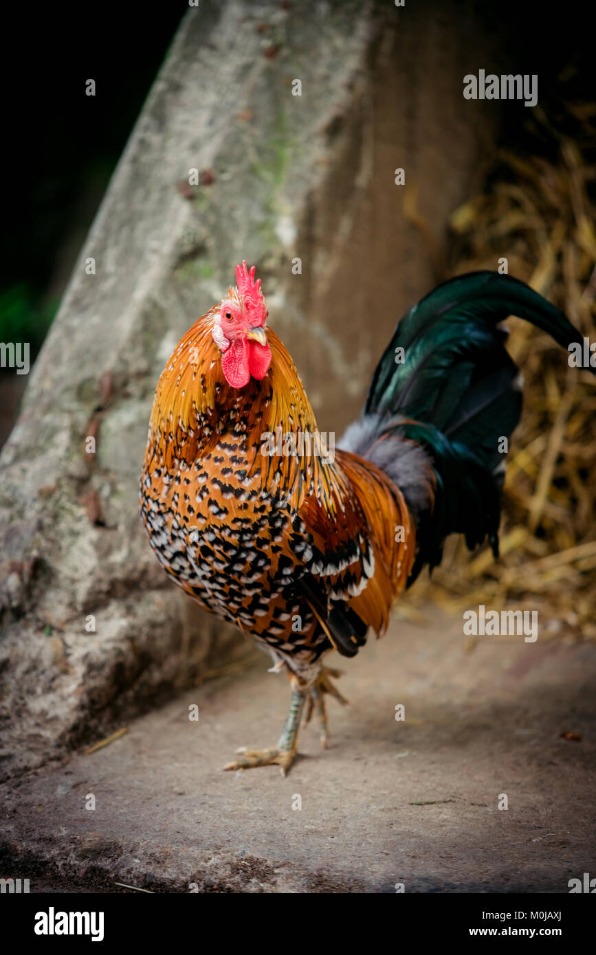 Beautiful rooster hi-res stock photography and images - Alamy