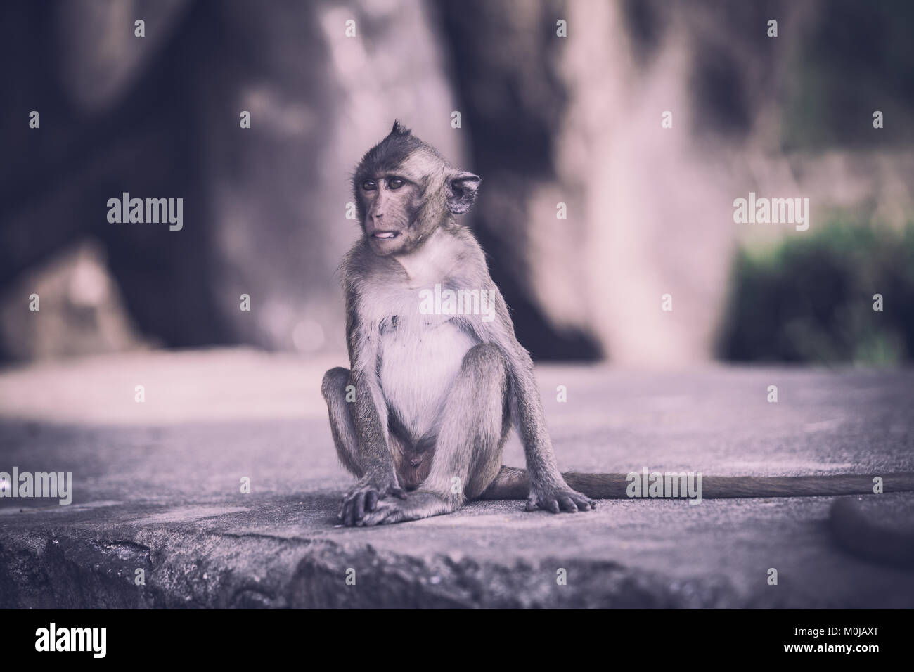Monkey on the way. Cute monkey Stock Photo - Alamy