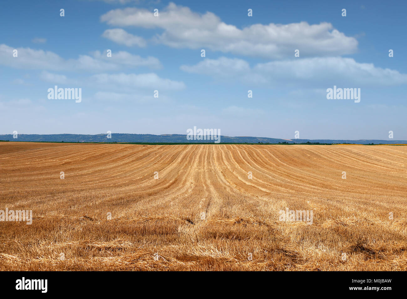 Grain summer hi-res stock photography and images - Alamy