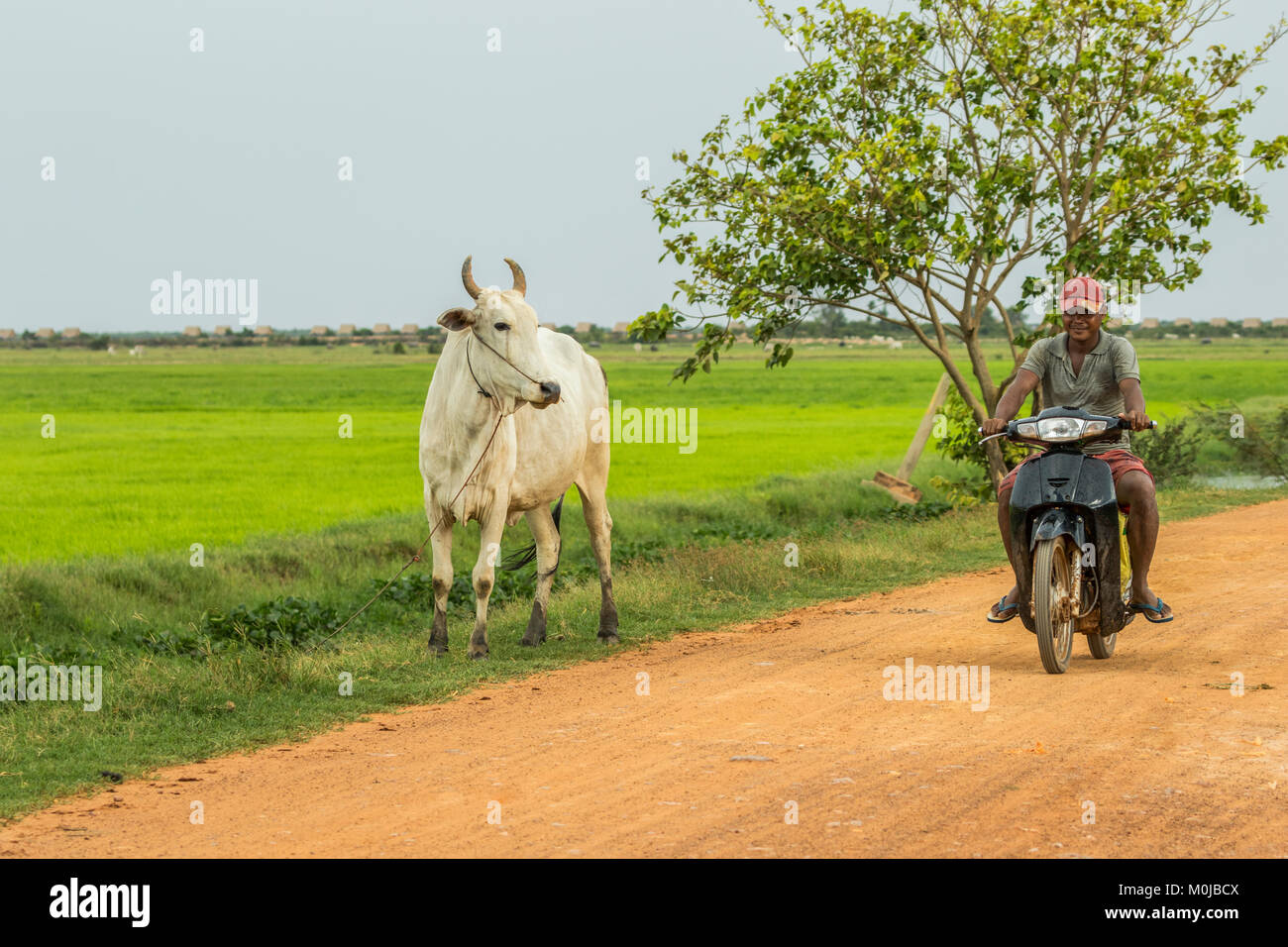 Water buffalo (Bubalus bubalis) next to a man riding a motorcycle, Lake ...