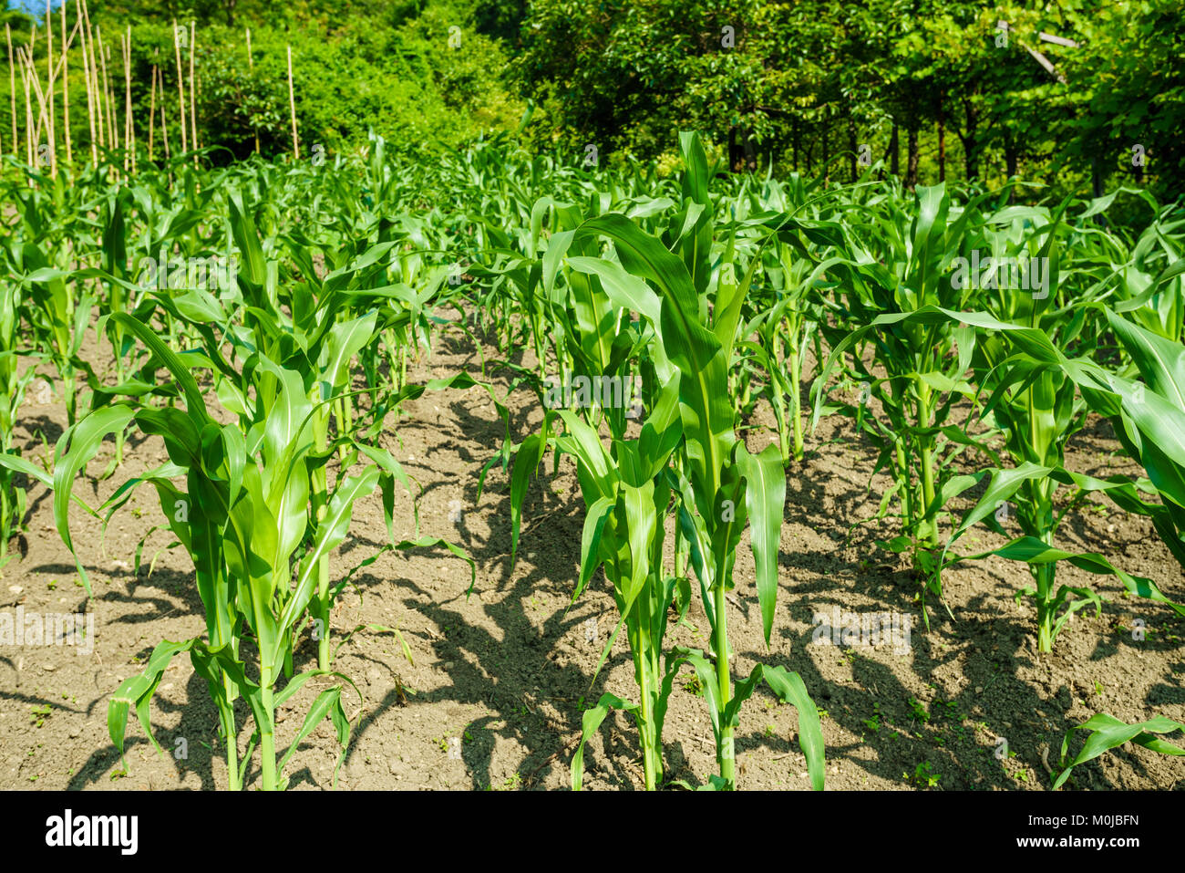 Corn field. maize wheat field corn Stock Photo - Alamy