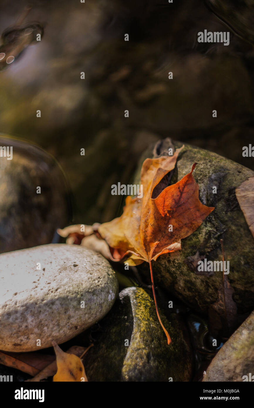 Maple detail hi-res stock photography and images - Alamy